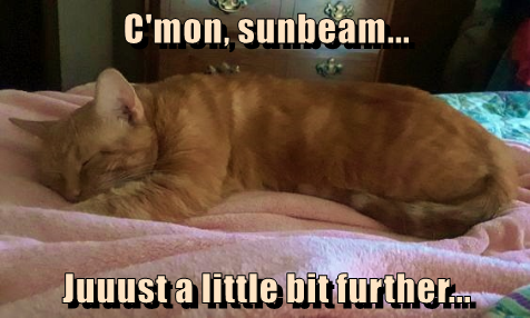 C'mon, sunbeam... - Lolcats - lol | cat memes | funny cats | funny cat ...