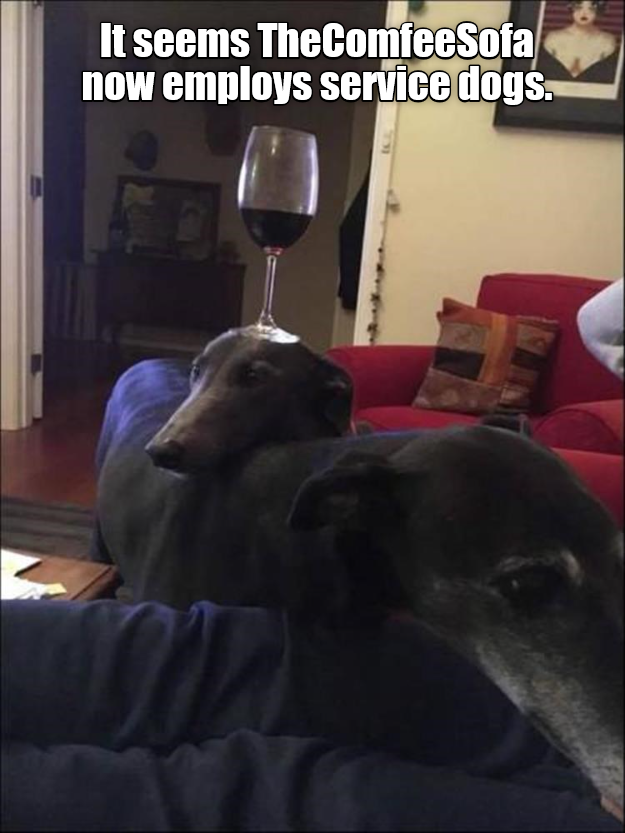 Fetch me another glass! - I Has A Hotdog - Dog Pictures - Funny ...