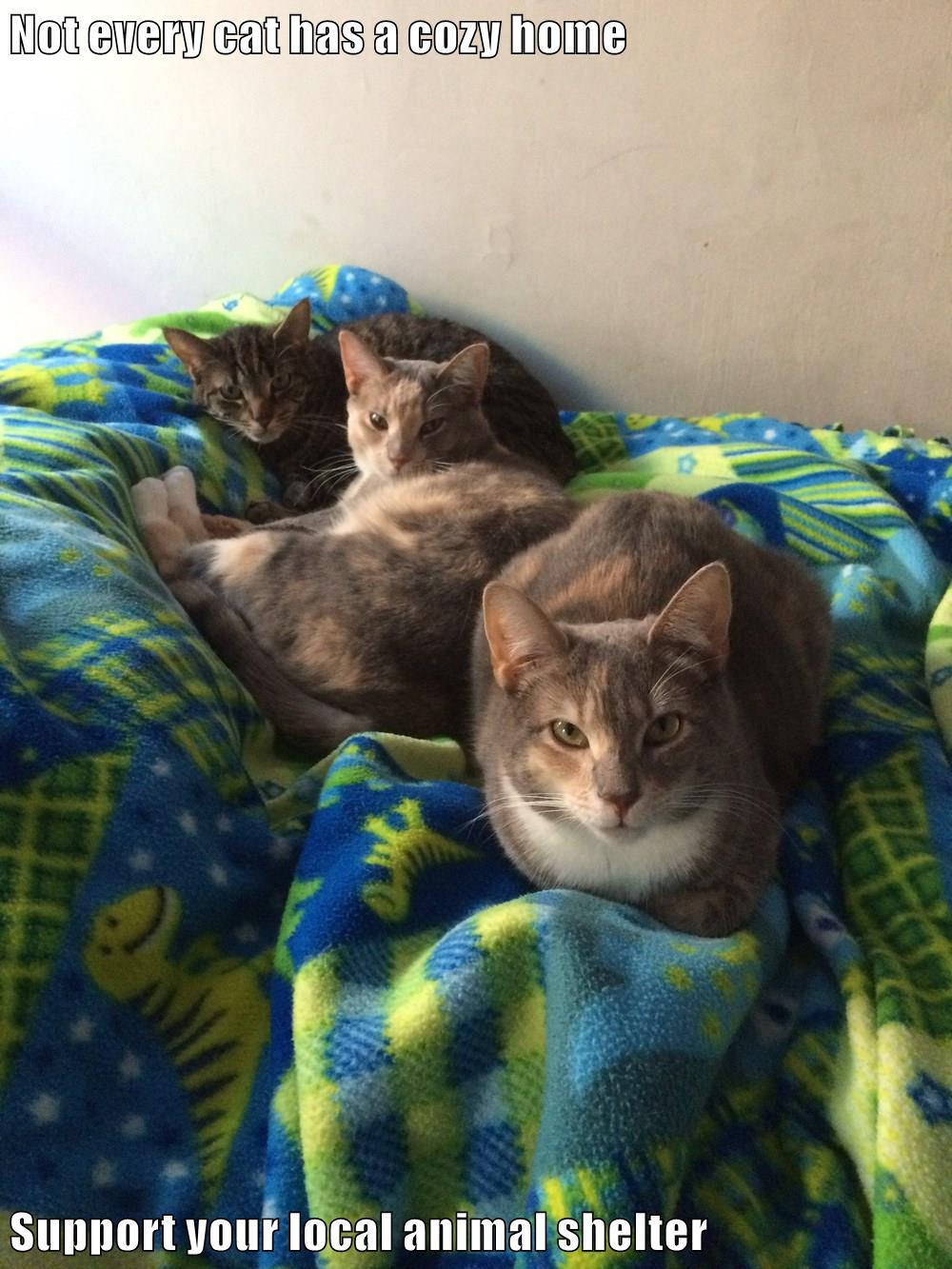 Not every cat has a cozy home Support your local animal shelter ...