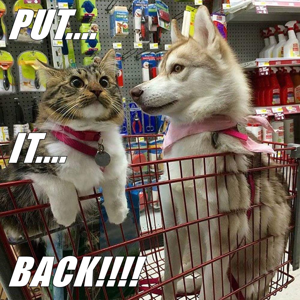 PUT.... IT.... BACK!!!! - Lolcats - lol | cat memes | funny cats ...