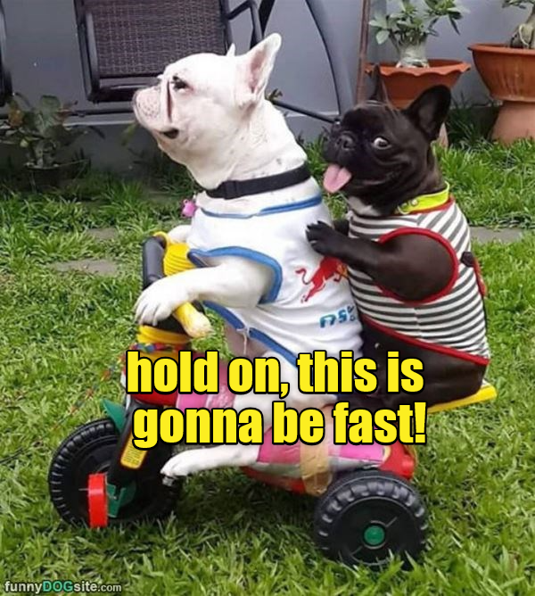 Speed devils - I Has A Hotdog - Dog Pictures - Funny pictures of dogs ...