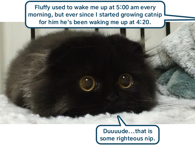 Stone cold sensational - Lolcats - lol | cat memes | funny cats | funny ...