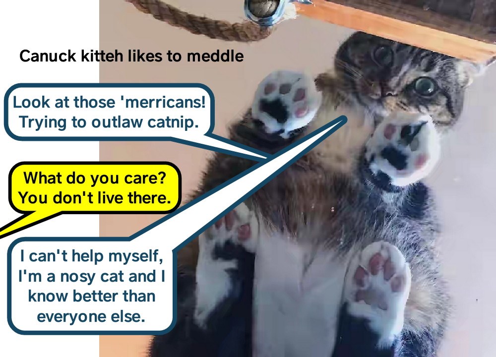 Canuck kitteh likes to meddle - Lolcats - lol | cat memes | funny cats ...