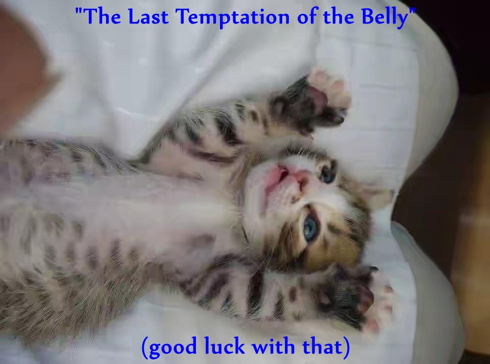 "The Last Temptation of the Belly" - Lolcats - lol | cat memes | funny ...