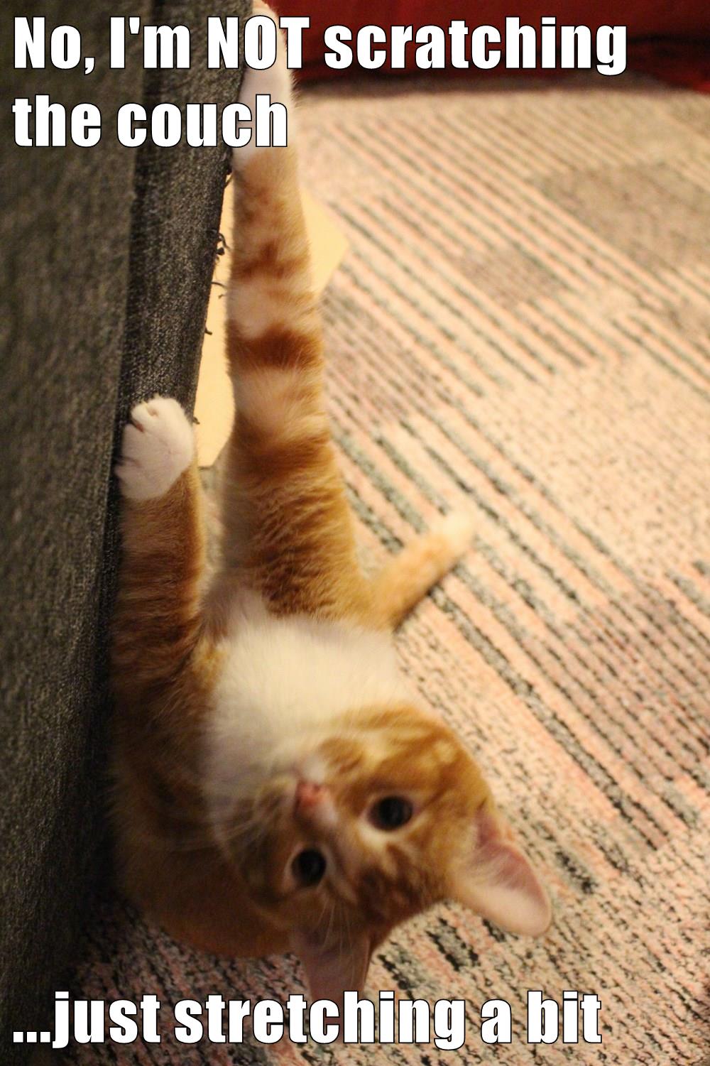No, I'm NOT scratching the couch - Lolcats - lol | cat memes | funny ...