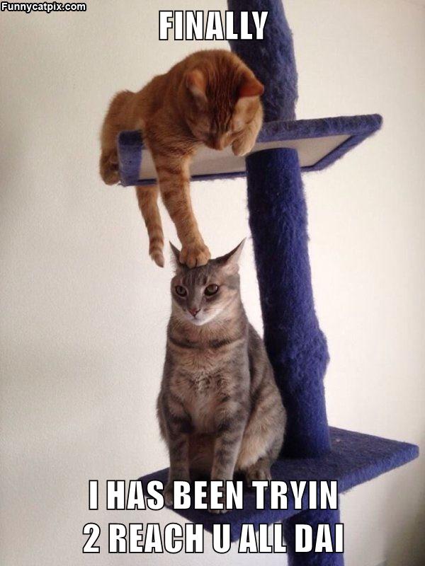 FINALLY I HAS BEEN TRYIN 2 REACH U ALL DAI - Lolcats - lol | cat memes ...