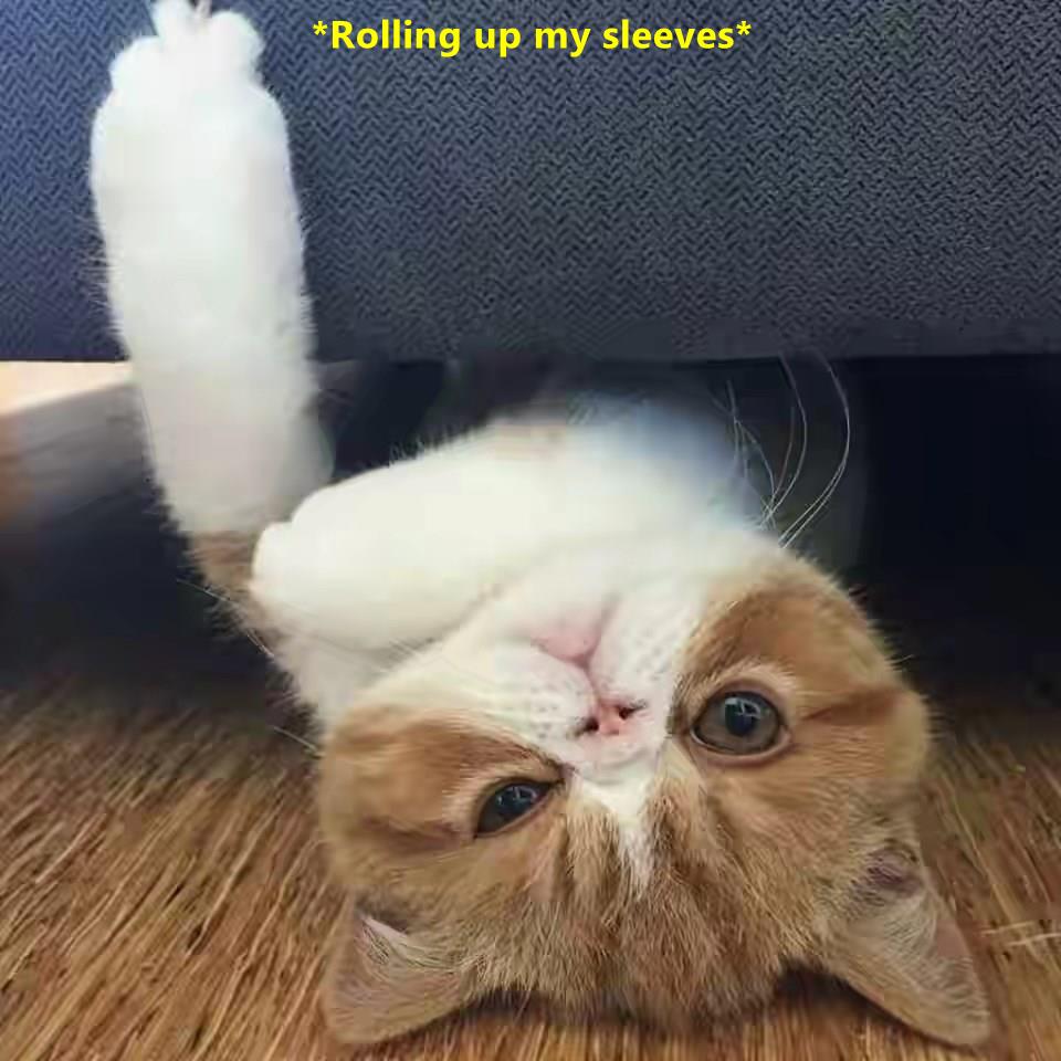 *Rolling up my sleeves* - Lolcats - lol | cat memes | funny cats ...