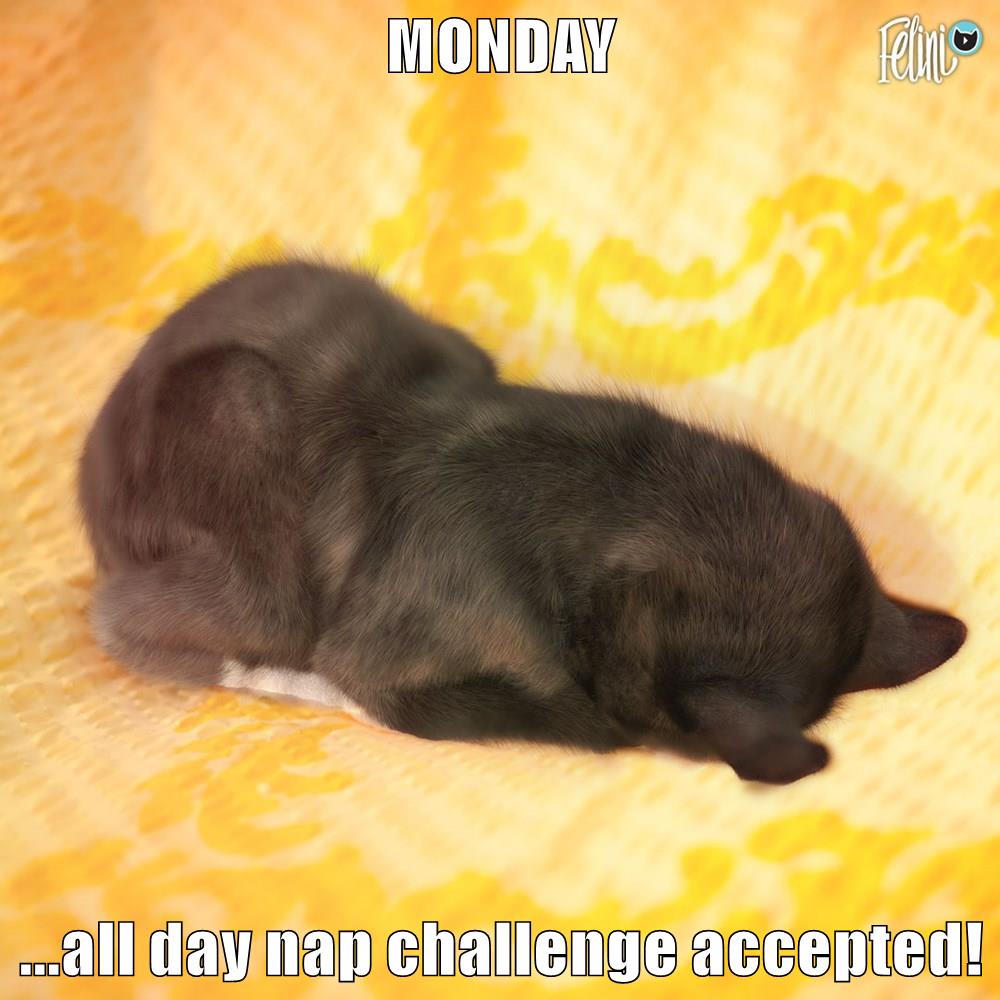 MONDAY ...all day nap challenge accepted! - Lolcats - lol | cat memes ...
