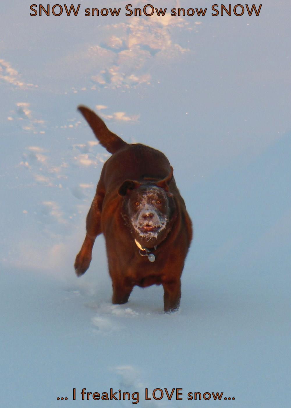 SNOW - I Has A Hotdog - Dog Pictures - Funny pictures of dogs - Dog ...