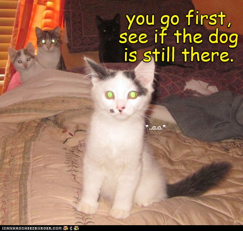 We'll be right behind you - Lolcats - lol | cat memes | funny cats ...
