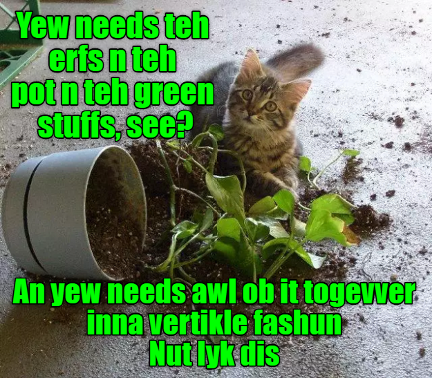 Potting 101 - Lolcats - lol | cat memes | funny cats | funny cat ...