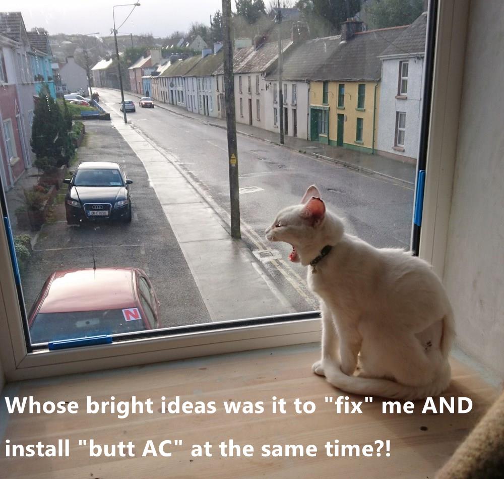 Whose bright ideas was it? - Lolcats - lol | cat memes | funny cats ...