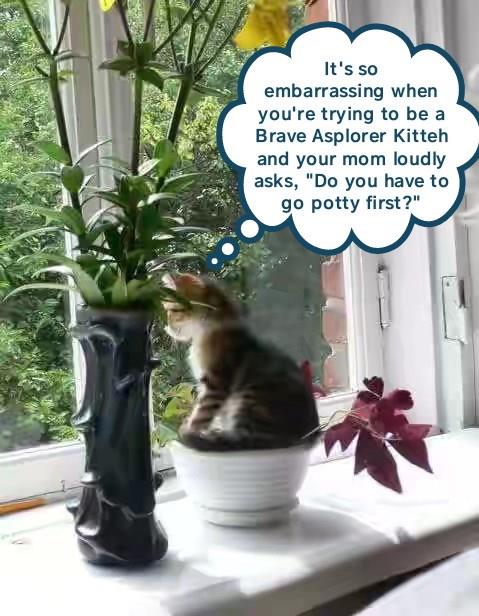 How embarrassing - Lolcats - lol | cat memes | funny cats | funny cat ...
