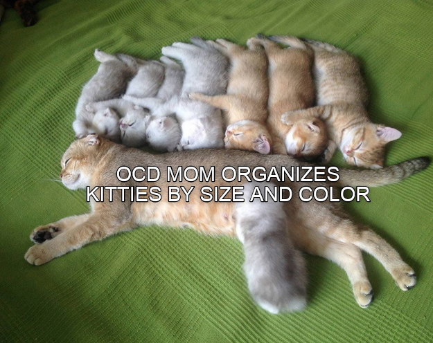 OCD mom - Lolcats - lol | cat memes | funny cats | funny cat pictures ...