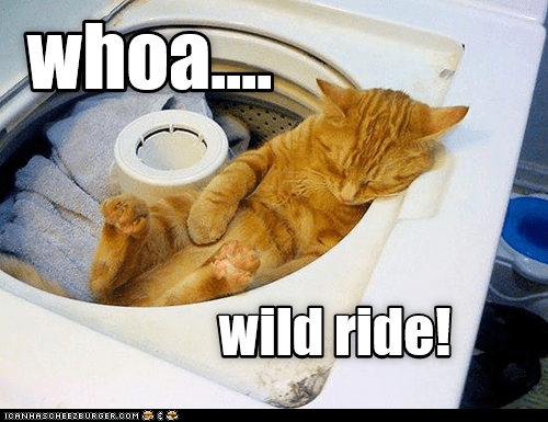 Wild ride! - Lolcats - lol | cat memes | funny cats | funny cat ...