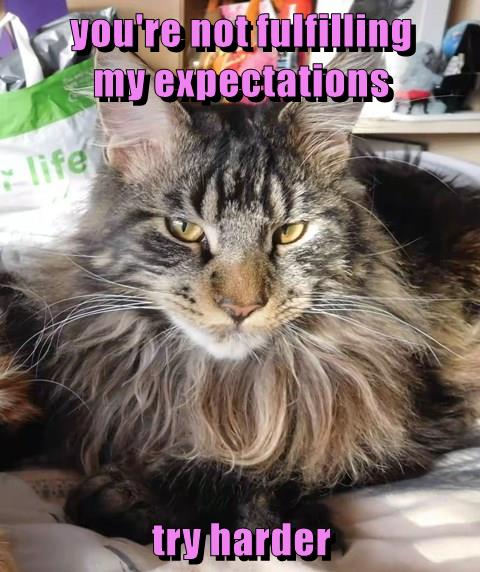 Try harder - Lolcats - lol | cat memes | funny cats | funny cat ...