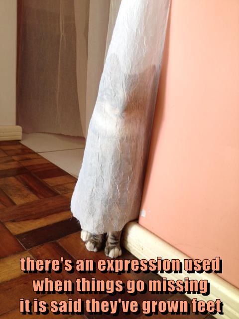 They've grown feet - Lolcats - lol | cat memes | funny cats | funny cat ...