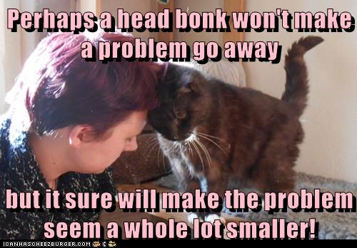 A head bonk - Lolcats - lol | cat memes | funny cats | funny cat ...
