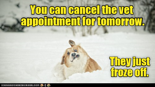 It's THAT cold. - I Has A Hotdog - Dog Pictures - Funny pictures of ...