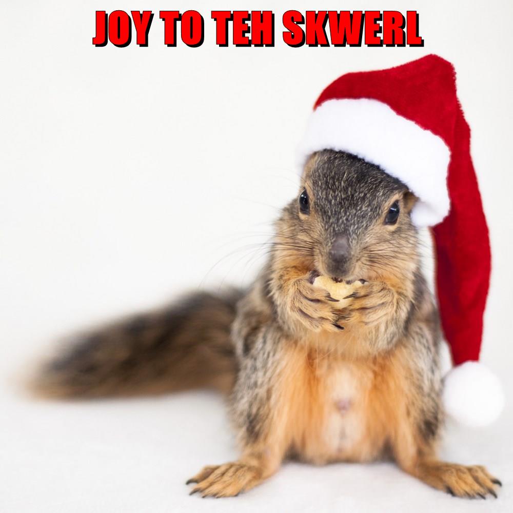 JOY TO TEH SKWERL - Animal Comedy - Animal Comedy, funny animals ...