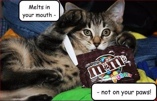Meow(^2) - Lolcats - lol | cat memes | funny cats | funny cat pictures ...