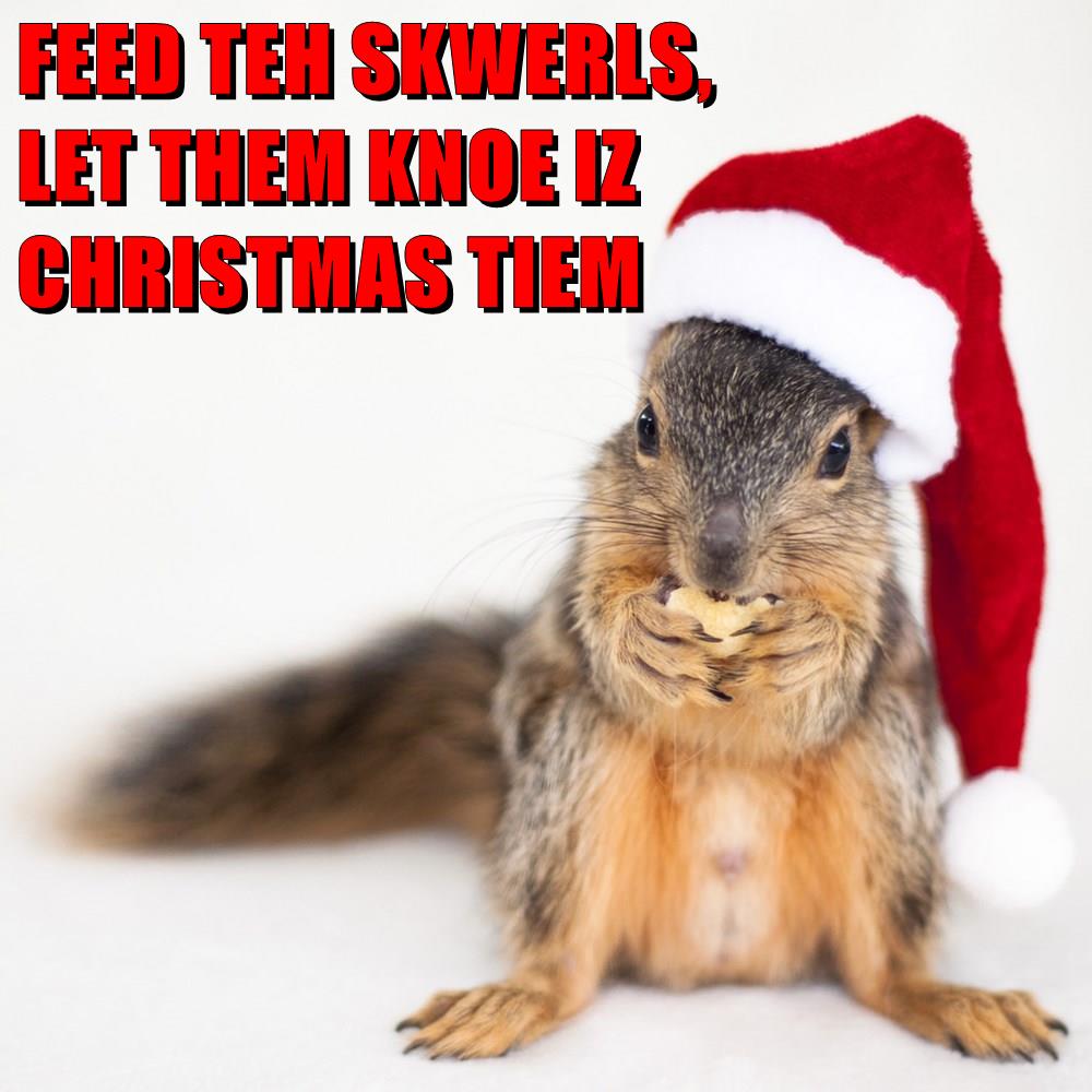 FEED TEH SKWERLS - Animal Comedy - Animal Comedy, funny animals, animal ...