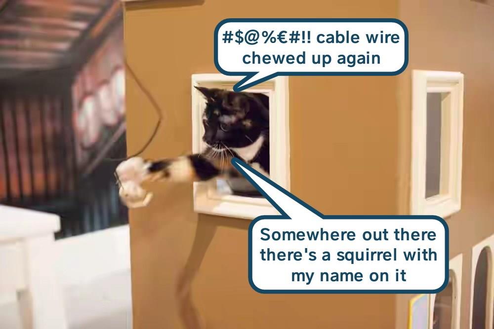 Bad signal - Lolcats - lol | cat memes | funny cats | funny cat ...