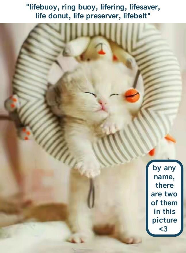 Life savers - Cats N' Kittens - Cat Pictures - Cute Kittens
