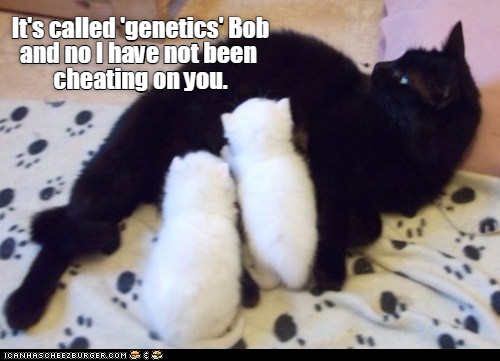 'Genetics' - Lolcats - lol | cat memes | funny cats | funny cat ...