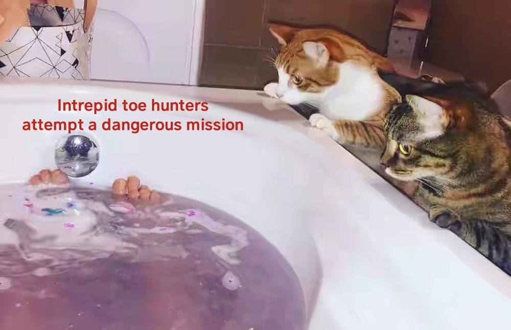 Intrepid toe hunters - Lolcats - lol | cat memes | funny cats | funny ...