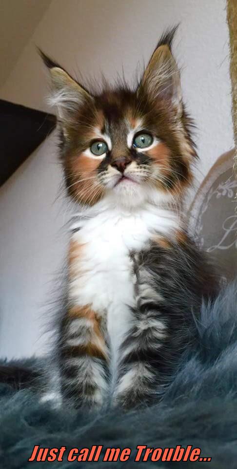 Just call me Trouble... - Cats N' Kittens - Cat Pictures - Cute Kittens