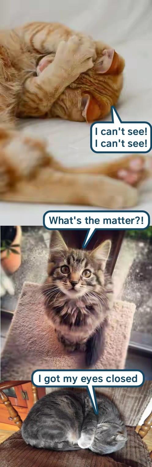 "The Three Kittehs" - Lolcats - lol | cat memes | funny cats | funny ...