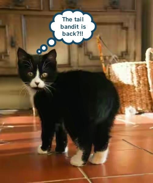 Eeeek! - Lolcats - lol | cat memes | funny cats | funny cat pictures ...