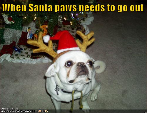When Santa paws needs to go out - I Has A Hotdog - Dog Pictures - Funny ...