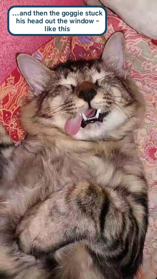 Hope he likes bugs - Lolcats - lol | cat memes | funny cats | funny cat ...