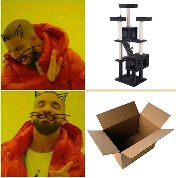 Typical cat - Memebase - Funny Memes