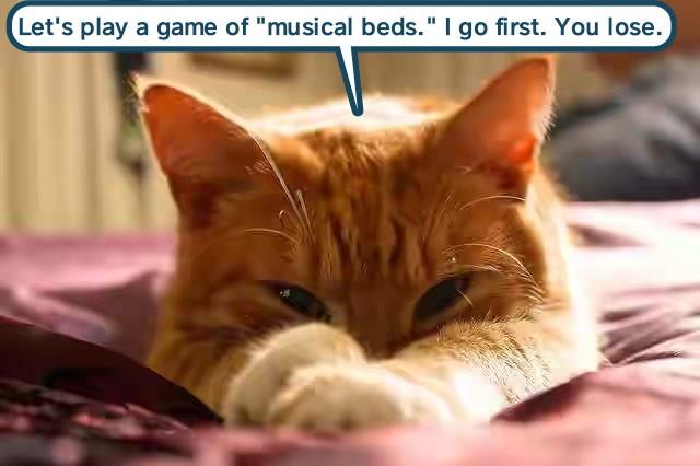 Shall we play a game? - Lolcats - lol | cat memes | funny cats | funny ...