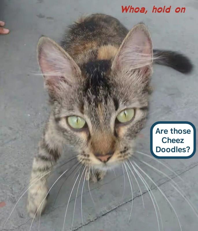 Whoa, hold on - Lolcats - lol | cat memes | funny cats | funny cat ...