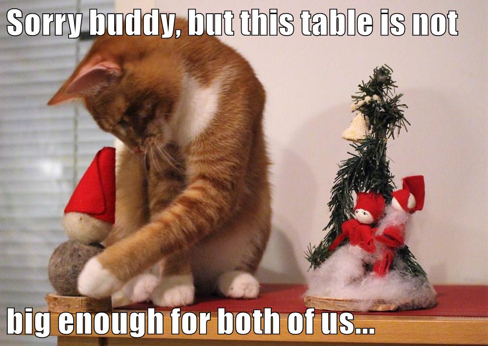 Sorry buddy - Lolcats - lol | cat memes | funny cats | funny cat ...