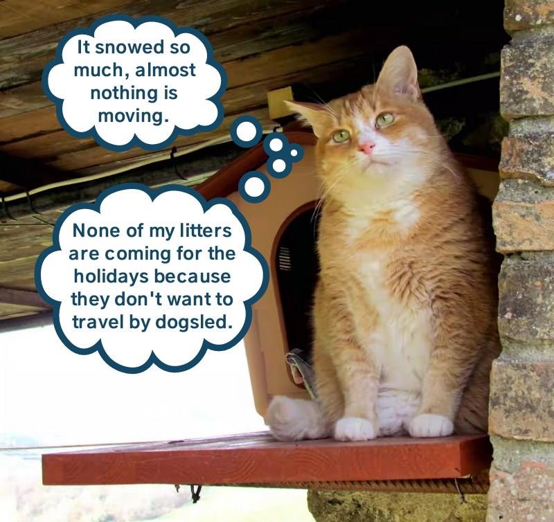 Weather's gone to the dogs - Lolcats - lol | cat memes | funny cats ...