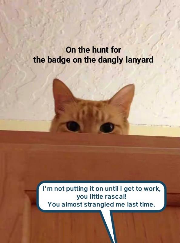 Hunter and hunted - Lolcats - lol | cat memes | funny cats | funny cat ...