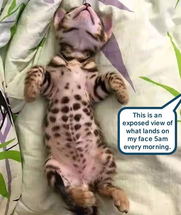 The better to appreciate my beauty, my dear - Lolcats - lol | cat memes ...