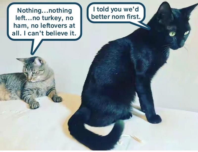 Nom distress - Lolcats - lol | cat memes | funny cats | funny cat ...