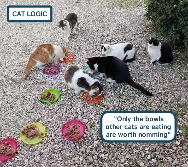 Cat logic - Lolcats - lol | cat memes | funny cats | funny cat pictures ...