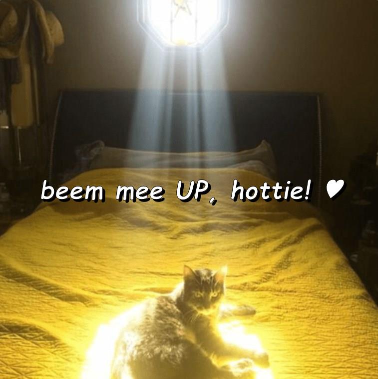 beem mee UP, hottie! ♥ - Lolcats - lol | cat memes | funny cats | funny ...