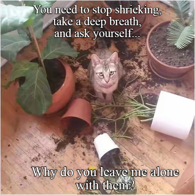THEN we'll talk about blame... - Lolcats - lol | cat memes | funny cats ...