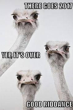 THERE GOES 2017 YEP, IT'S OVER GOOD RIDDANCE - Animal Comedy - Animal ...