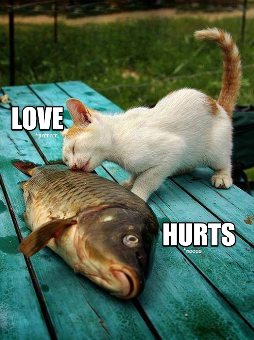 Love hurts - Lolcats - lol | cat memes | funny cats | funny cat ...