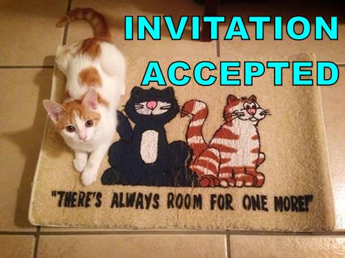 INVITATION ACCEPTED - Lolcats - lol | cat memes | funny cats | funny ...