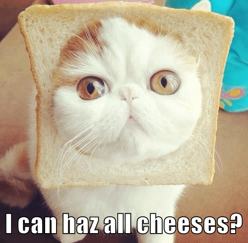 I can haz all cheeses? - Lolcats - lol | cat memes | funny cats | funny ...